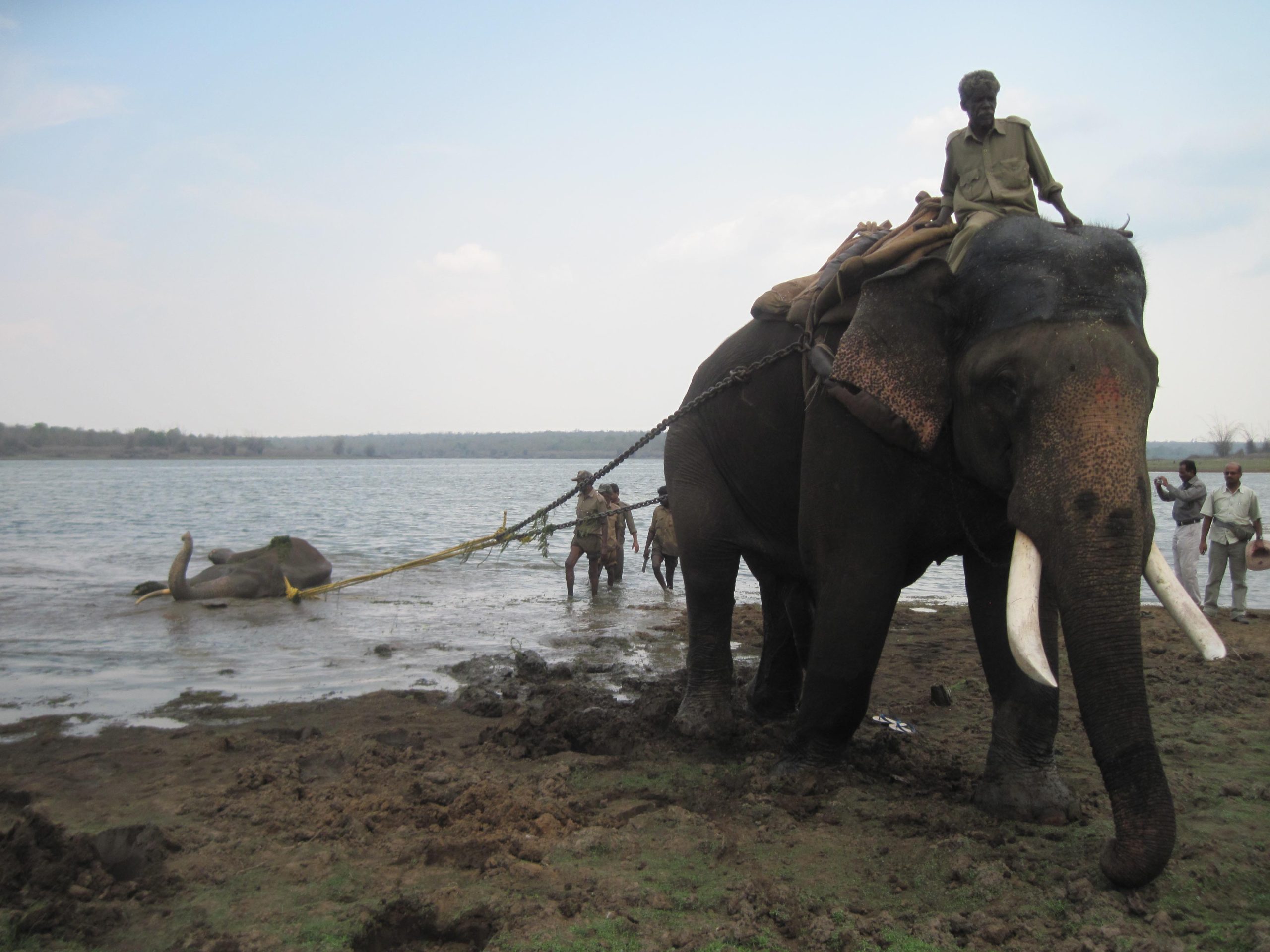 Wildlife Rescue • Wildlife Conservation Foundation